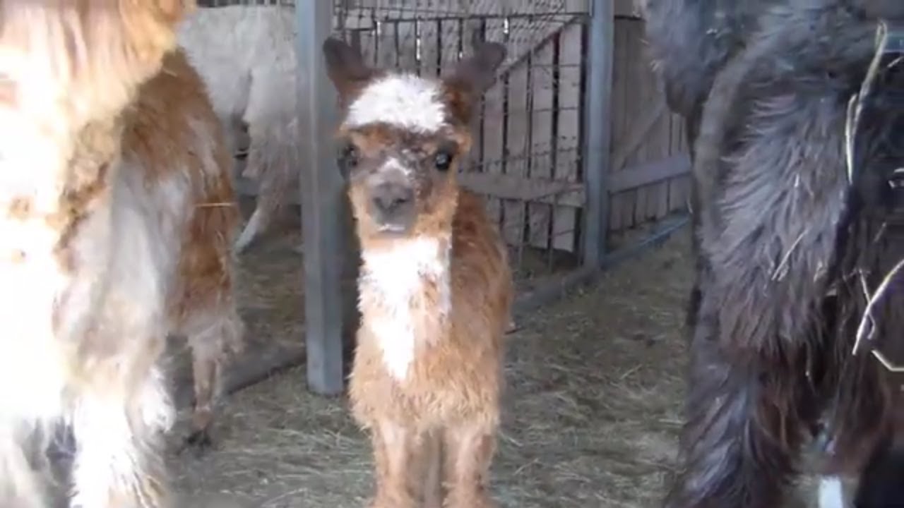 Baby Alpaca: Milk Amount for Our Suri Alpaca Orphan - YouTube