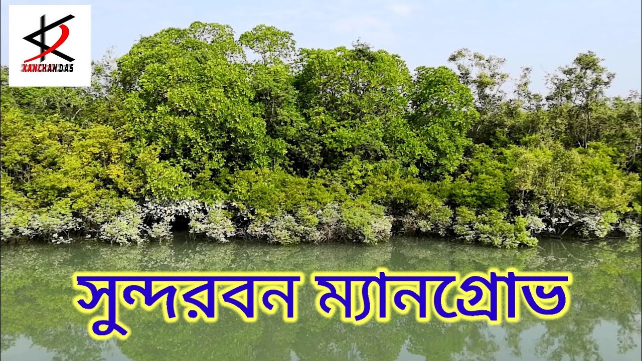 My Favourite Mangrove Forest Sundarban - YouTube