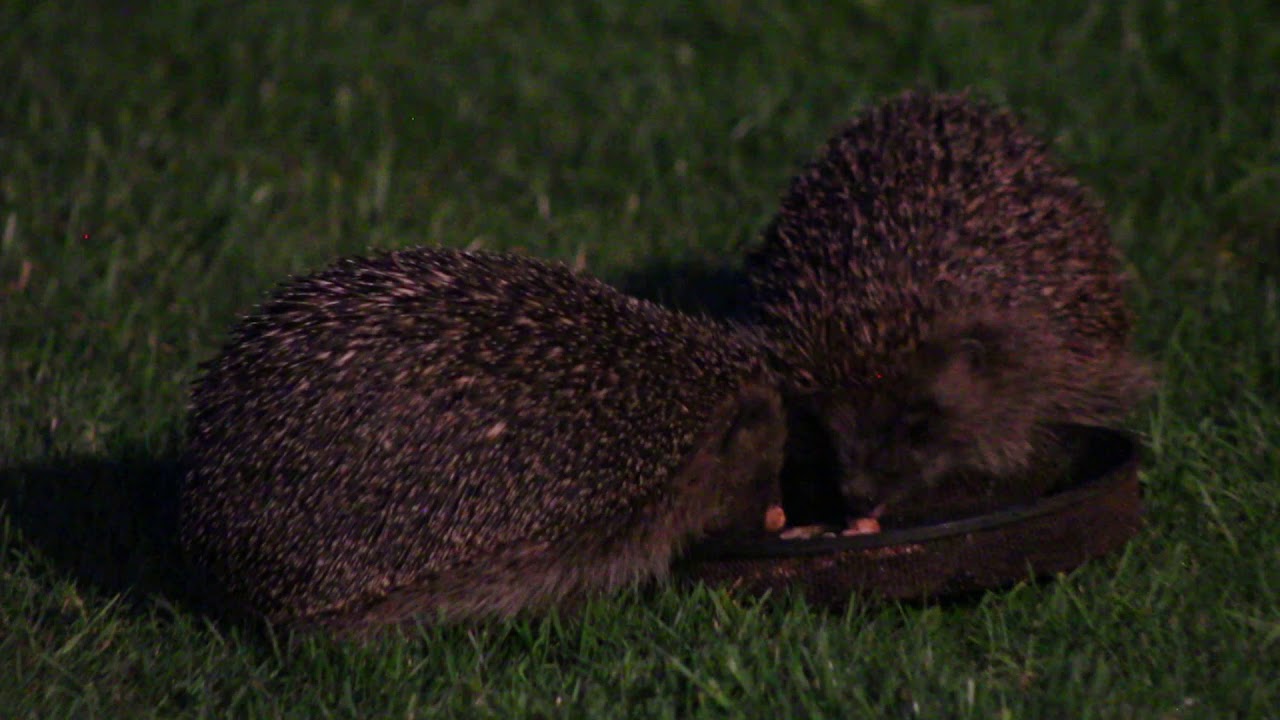 2 Hedgehogs fighting over food - YouTube