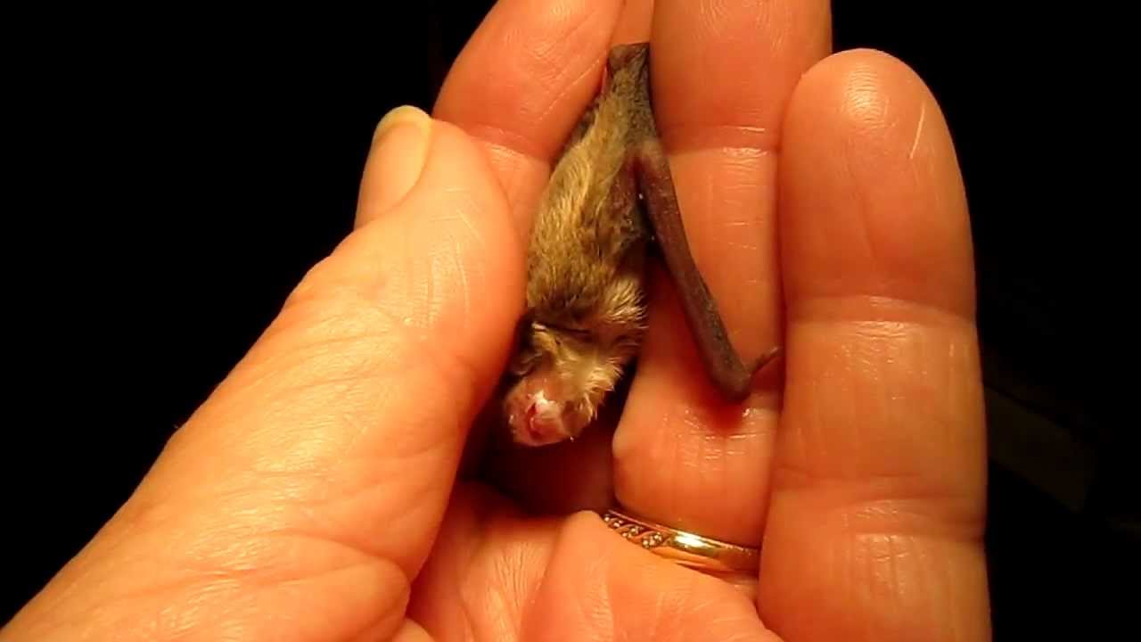 Bats for education - Western Broad-nosed Bat Pup with milky mouth and ...