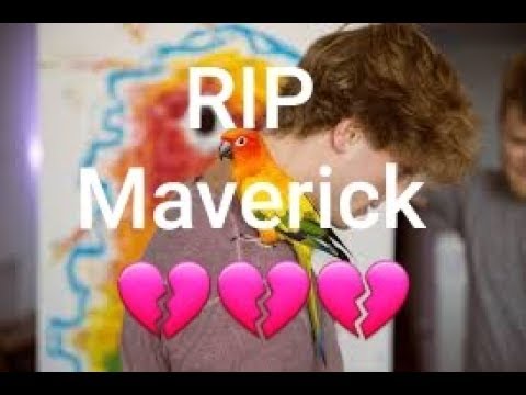 RIP Maverick | Logan Paul | Sun Conure | Bird | Parrot - YouTube
