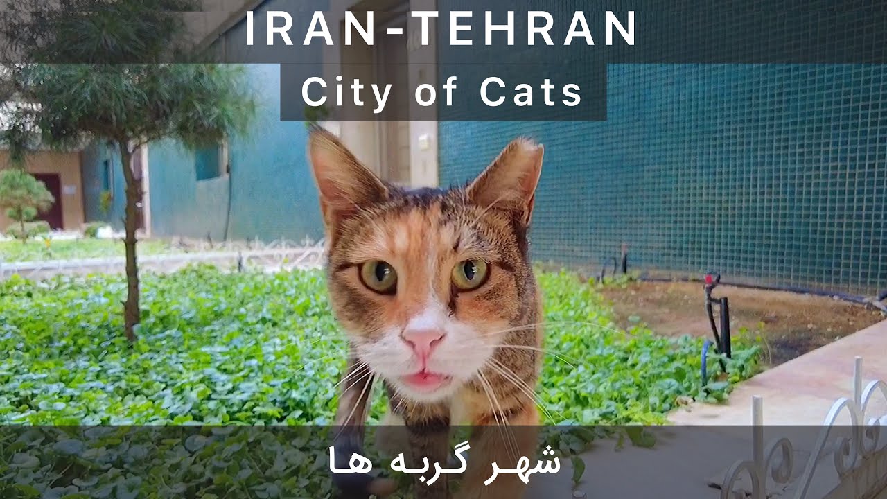 IRAN TEHRAN 2021- City of Cats 🐈 شهر گربه ها - YouTube
