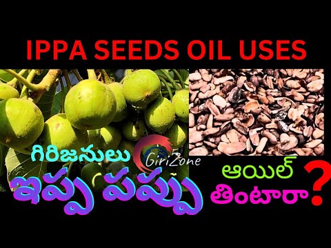 mahua seed oil ippa pikkalu vippa pikkalu Seeds oil ఇప్ప విప్ప పిక్కలు ...