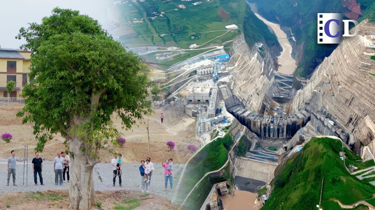 Dam engineers transplant ancient trees and leave life channels for fish ...