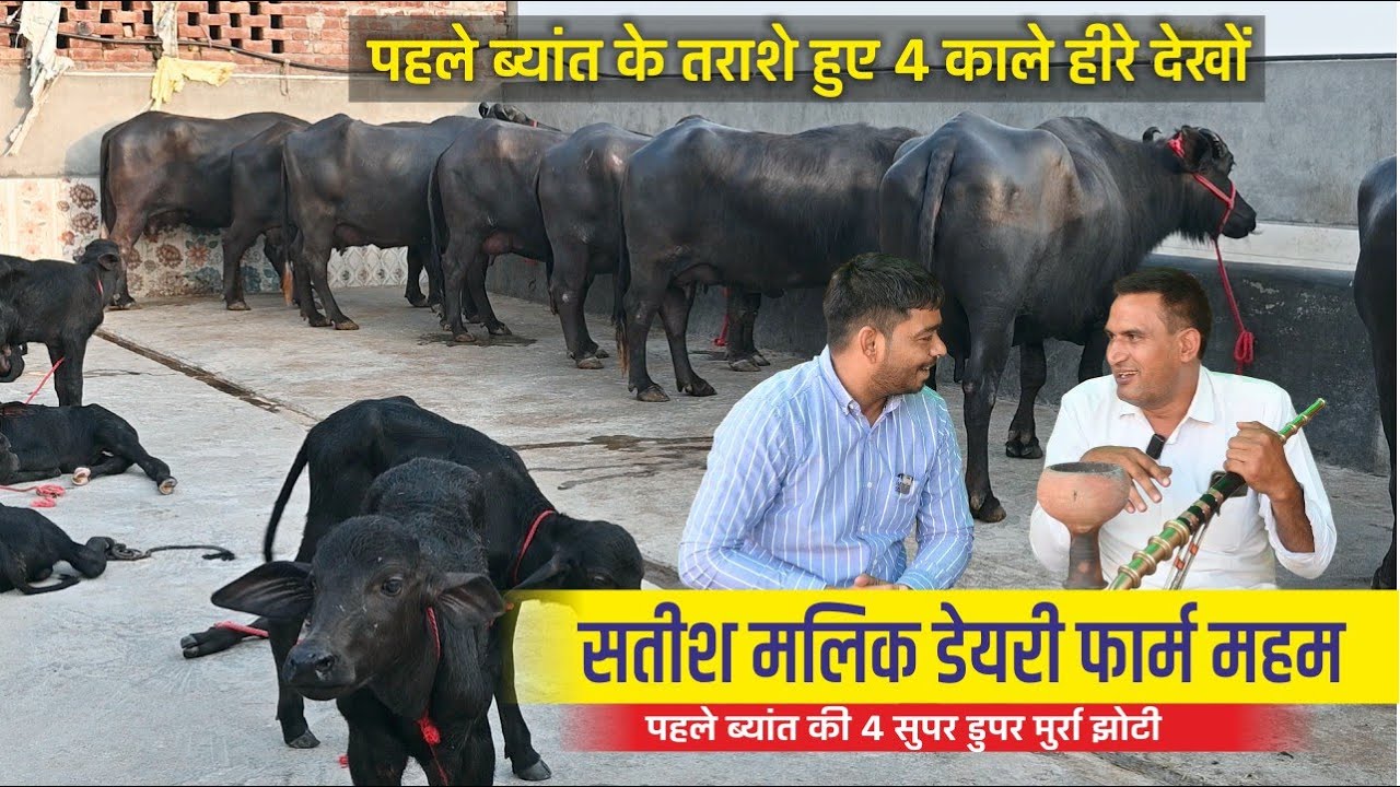 पहले ब्यांत की 4 सुपर डुपर मुर्रा झोटीं ख़रीदें || SATISH MALIK DAIRY ...