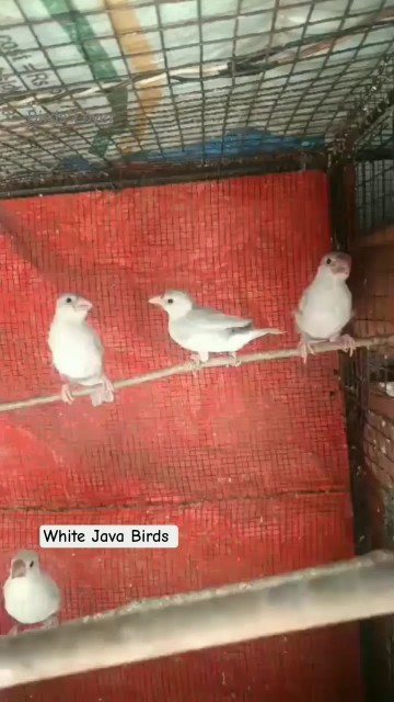 White Java Birds ll Cockatiel Parrot #shortsfeed #javasparrow # ...