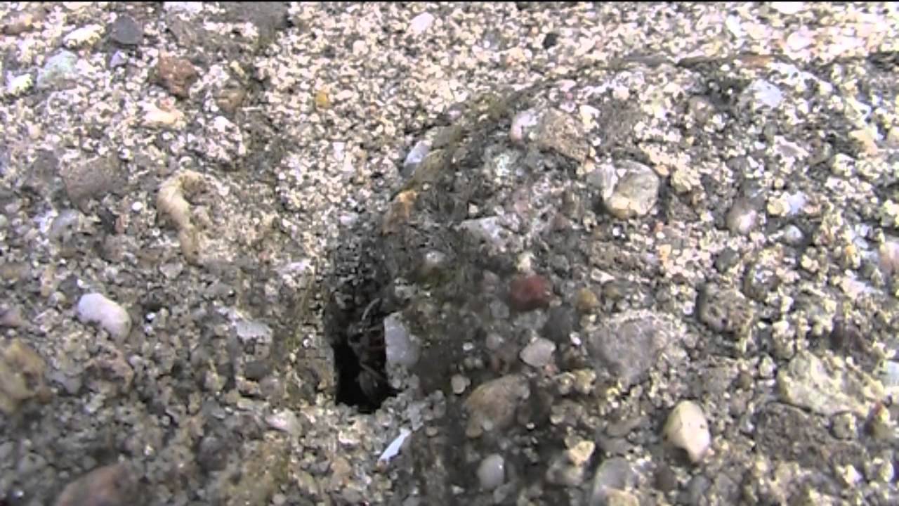 Ants Building Colonies - YouTube