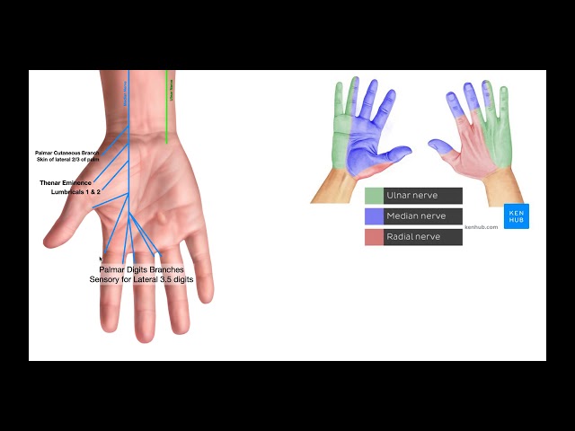 Ulnar Nerve Anatomy Hand