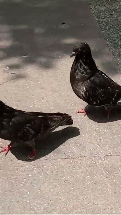 los pichones - YouTube