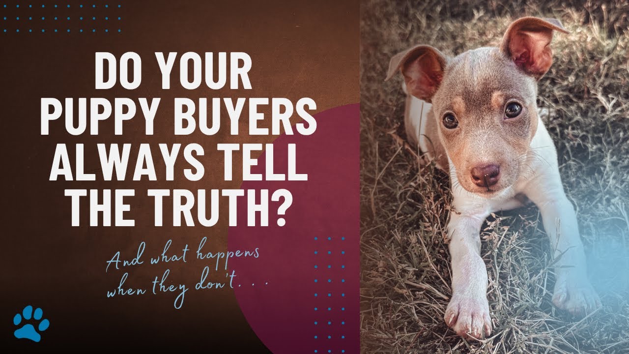 Does Placing a Dog In the Wrong Home Make You A Bad Breeder - YouTube