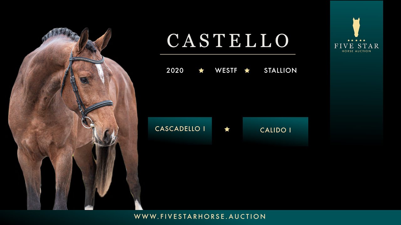 Castello (Cascadello I - Calido I) approved stallion - Five Star Horse ...