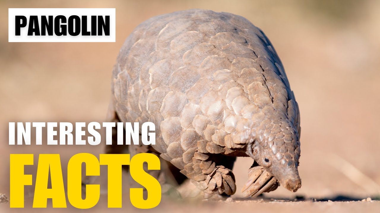 Exploring the Fascinating World of Pangolin | Interesting Facts | The ...
