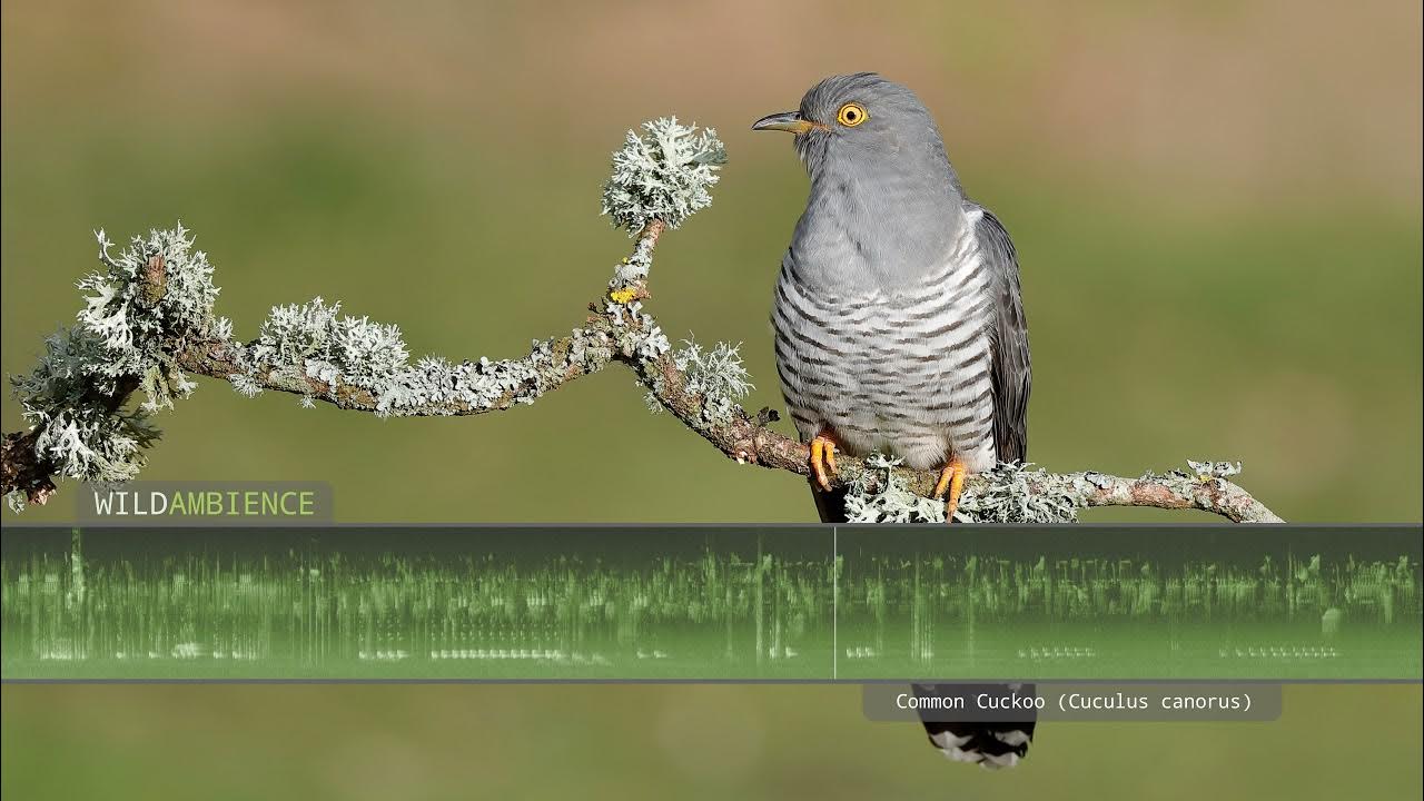 Common Cuckoo Call & Sound - Typical 'cuckoo' song along with other ...