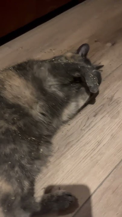 Catnip part 2 - YouTube