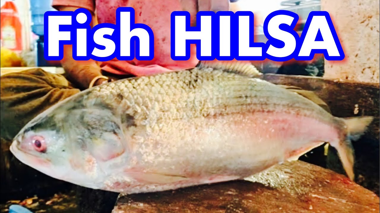 Fish HILSA || Beautyleven Canada. || জাতীয় মাছ " ইলিশ " বিশ্ব জোড়া ...