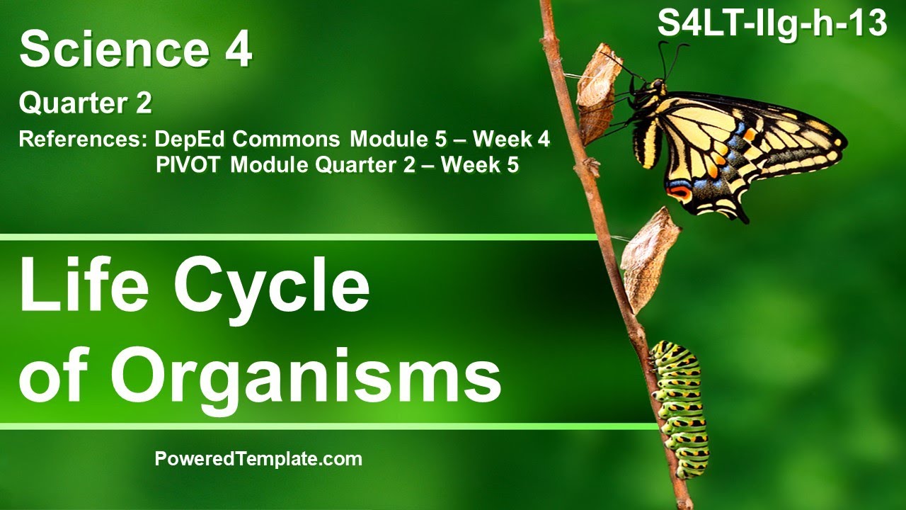 GRADE 4 SCIENCE QUARTER 2 – Weeks 4 & 5 │ Life Cycle of Organism ...