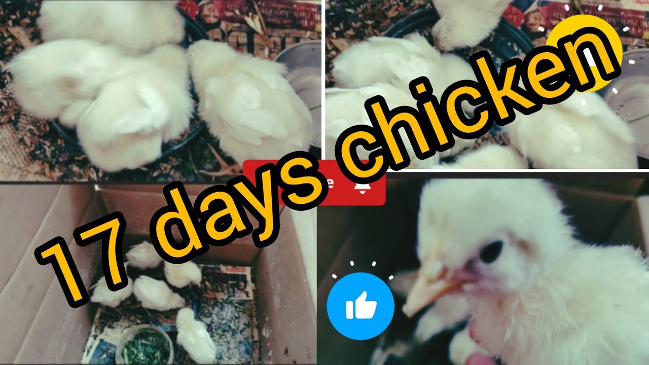 17days chicken inhome poultry form #chicken #chichutv #funny #poultry ...
