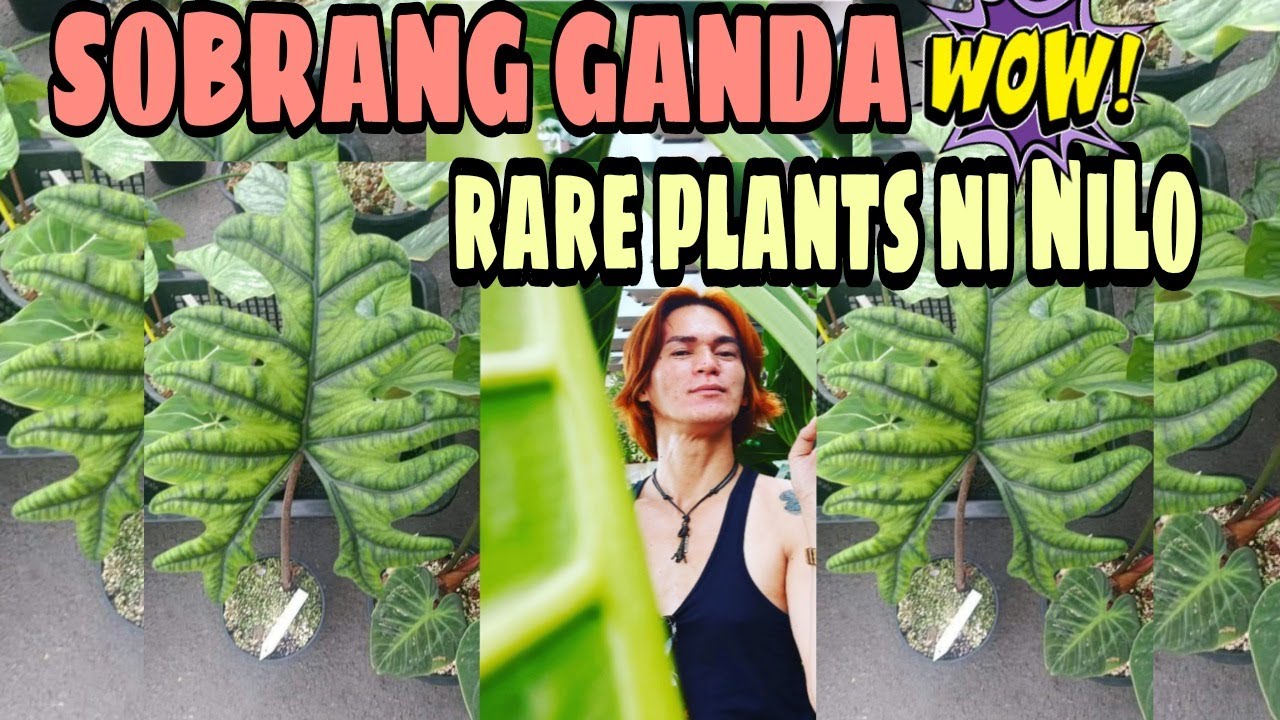 SOBRANG GANDANG RARE PLANTS NG SILANG CAVITE | PLANTS COLLECTION | MURA ...