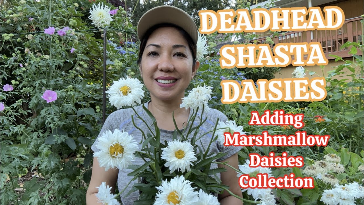 DEADHEADING DAISIES AND ADDING A NEW COLLECTION OF DAISIES IN MY GARDEN ...