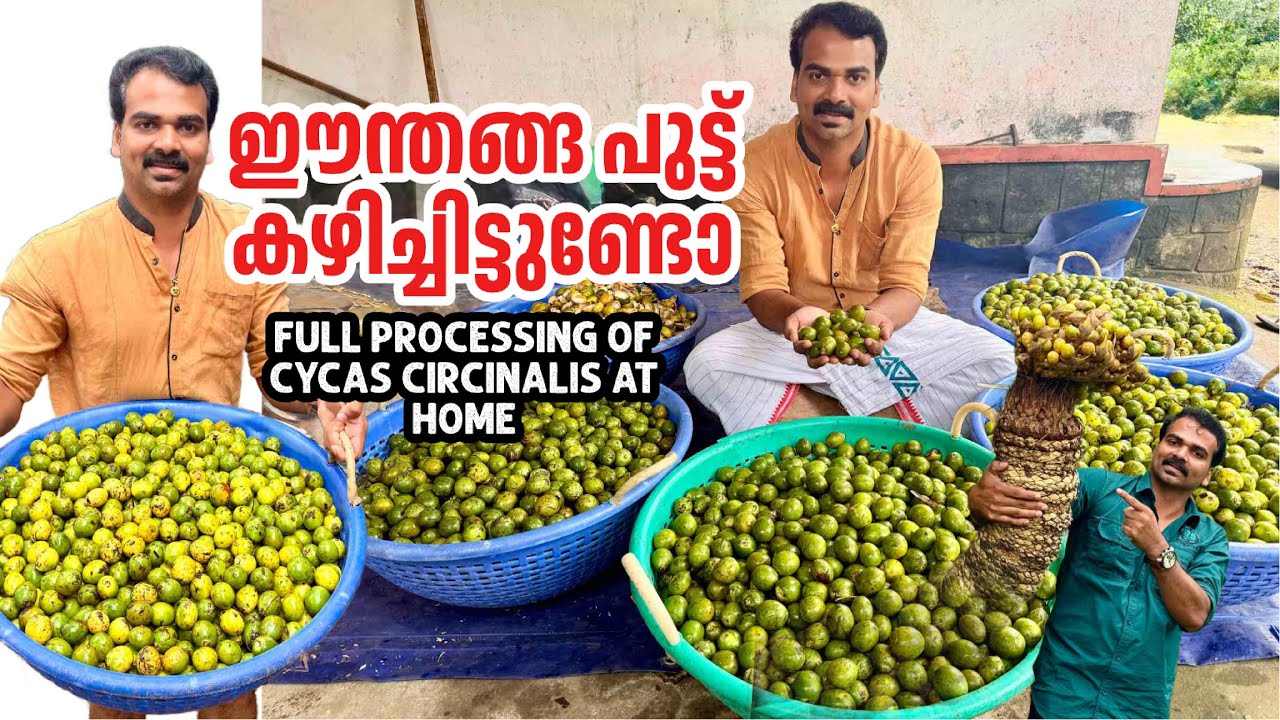 cycas circinalis processing at home|how to prepare cycas circinalis at ...