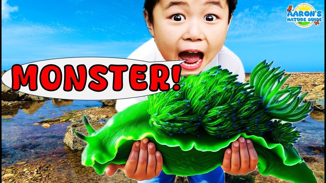 KIDS! 🦑Hunting GIANT Sea Monster in Tide Pool! | EDUCATIONAL KIDS ...