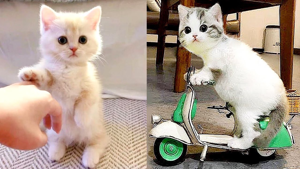 Funniest Animals - Fun with cats and dogs 2022 | Wow Animals - YouTube