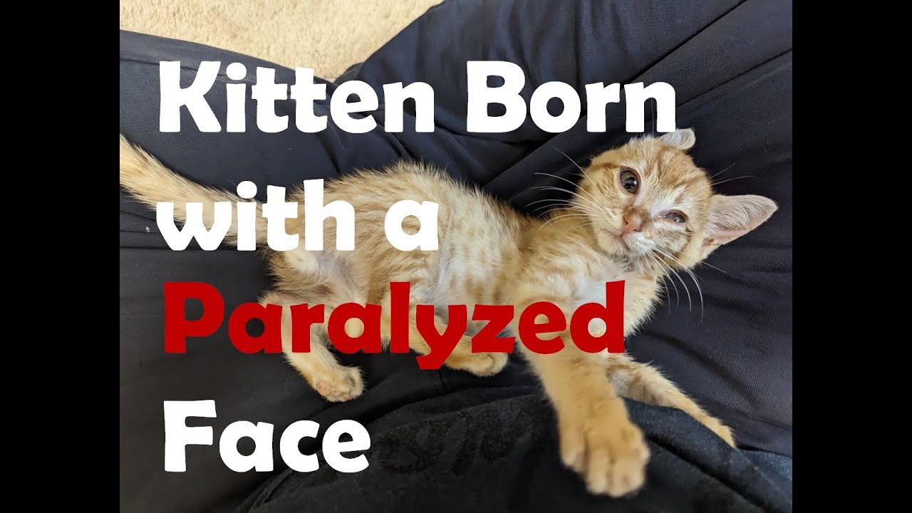 This Kitten Was Born with a Paralyzed Face - YouTube