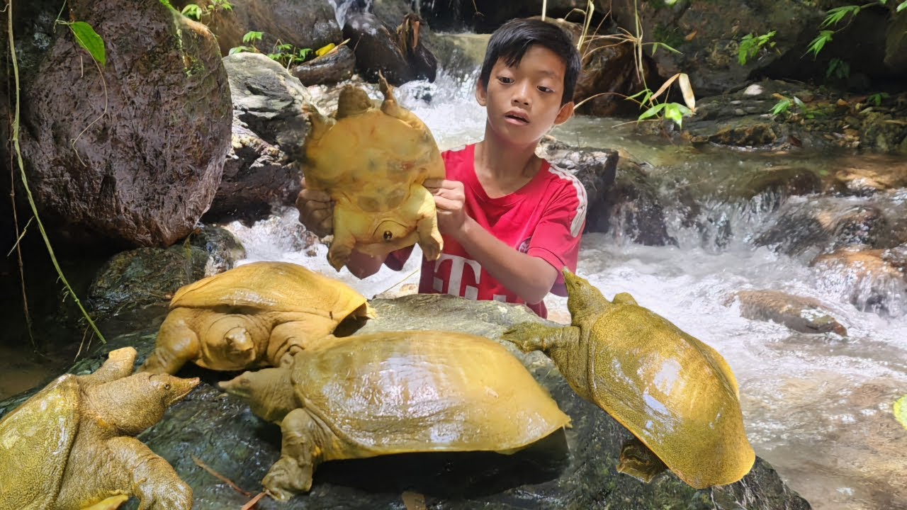 Bac discovered and caught many golden turtles in a large waterfall ...