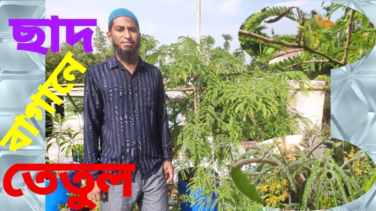 ছাদ বাগানে তেতুল গাছে ফুল-ফল/Flowers and fruits on the tetul tree in ...