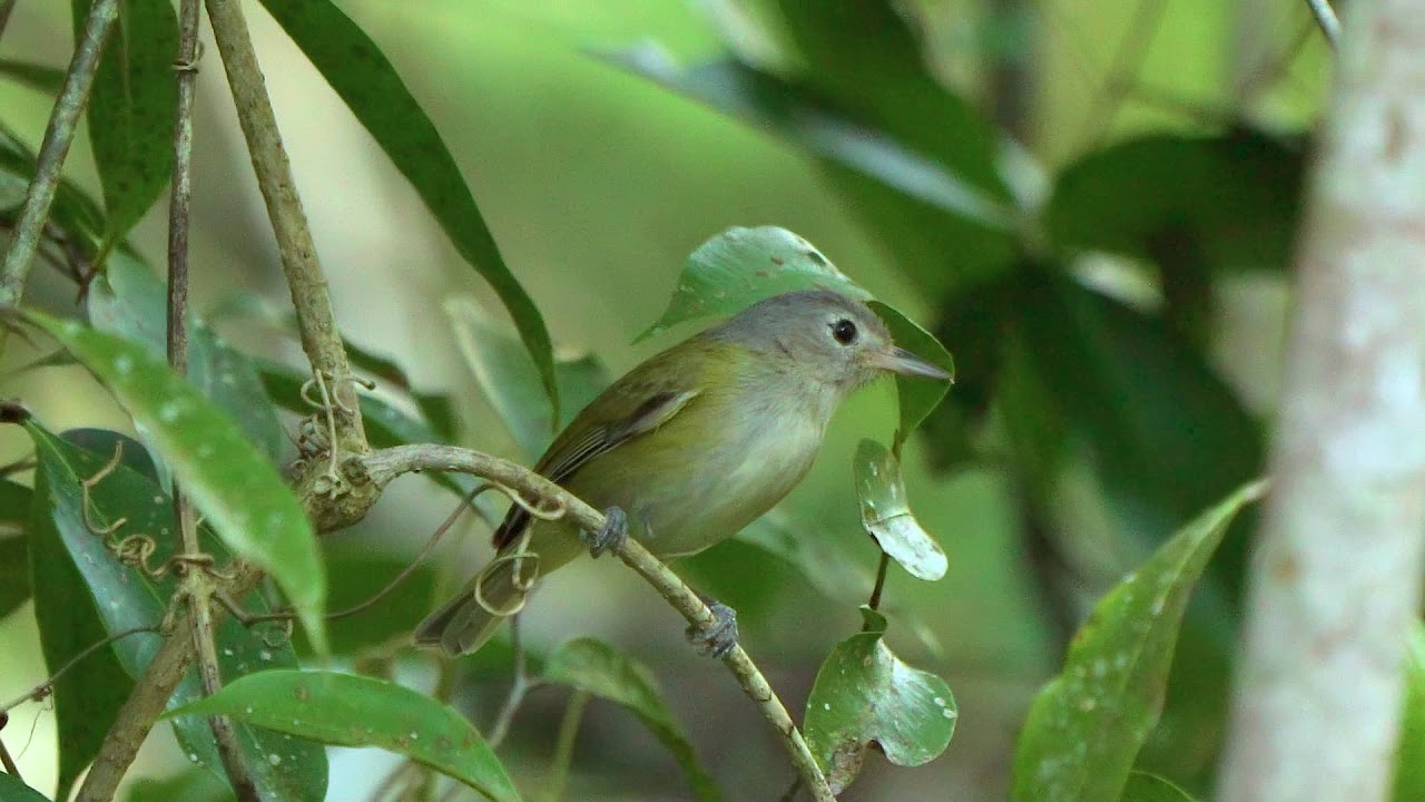 39 15 Lesser Greenlet 2 - YouTube