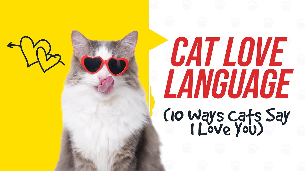 Cat Love Language: Decoding 10 Heartwarming Ways Cats Express Affection ...