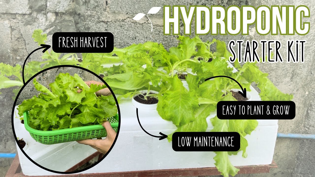 Hydroponic Starter Kit for Beginners - YouTube