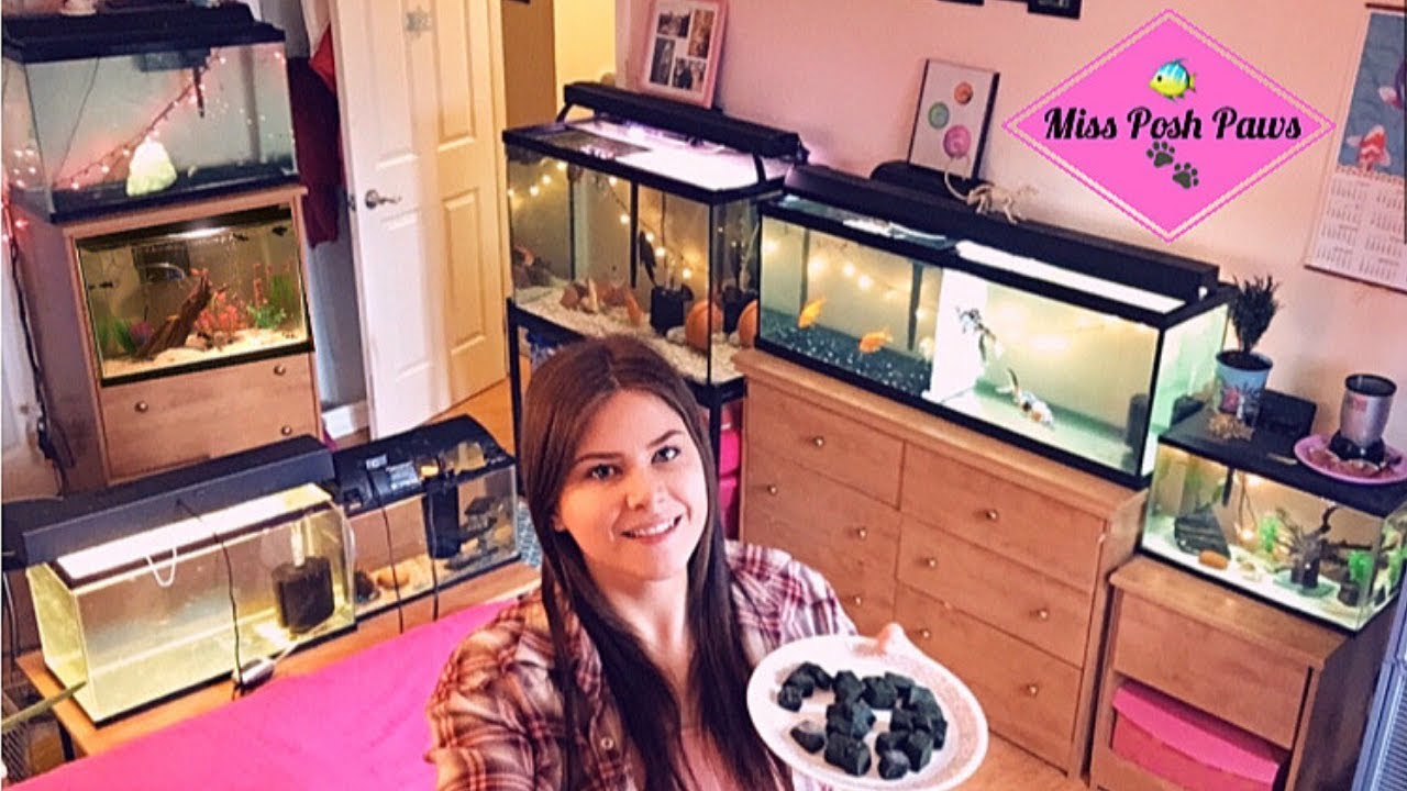 Feeding all the fish! DIY Gel Fish Food Adventure Pt3 - YouTube