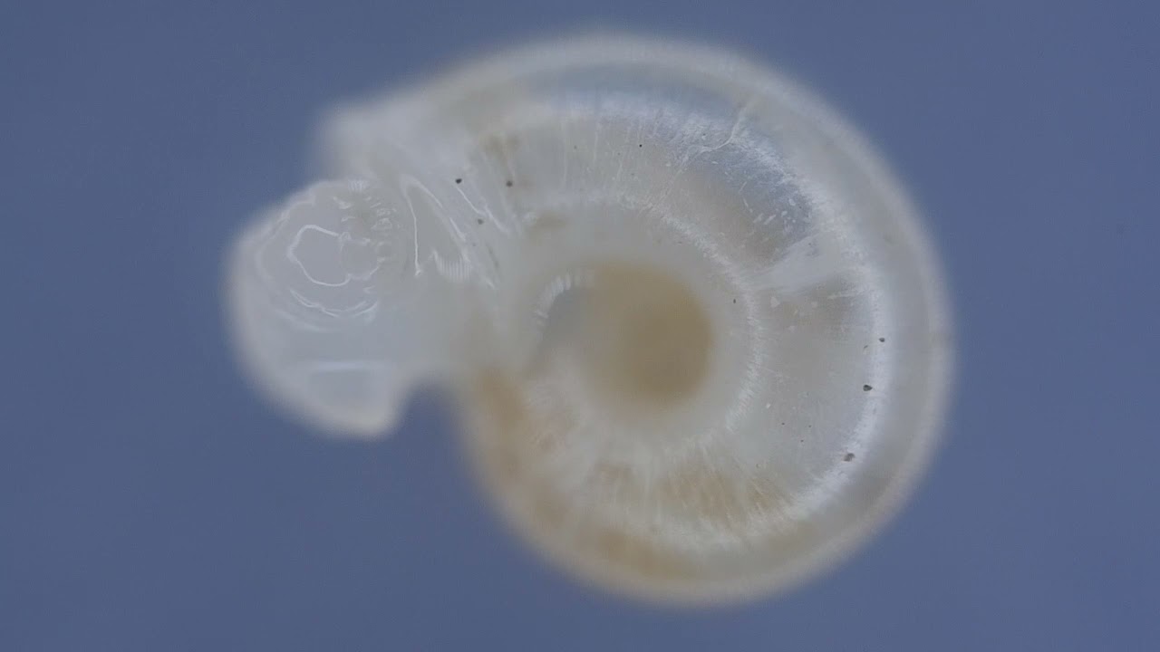 Eccentric Grass Snail (Vallonia excentrica) coming out and going back ...