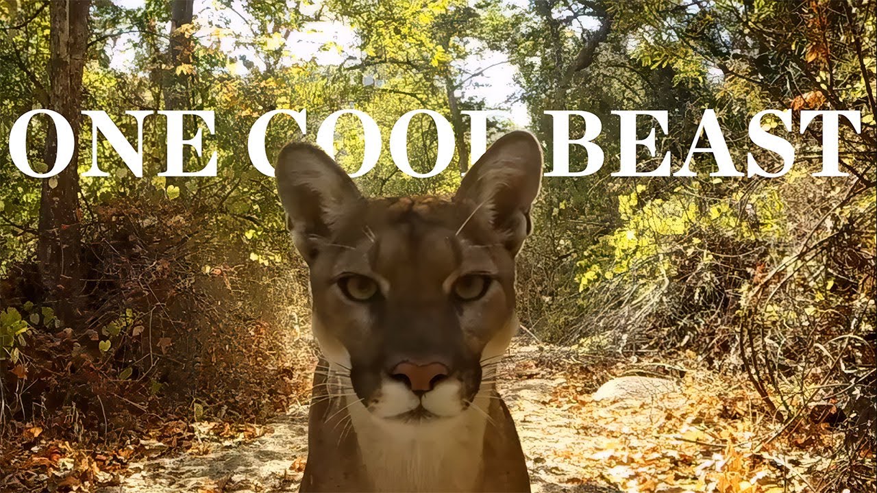 One Cool Beast | Mountain Lions - YouTube