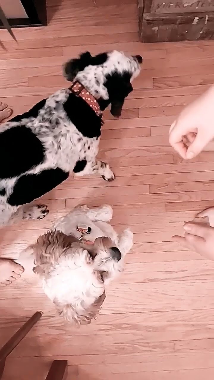Look at those eyes! Da boiz get #dogtreats before bedtime. #shorts # ...