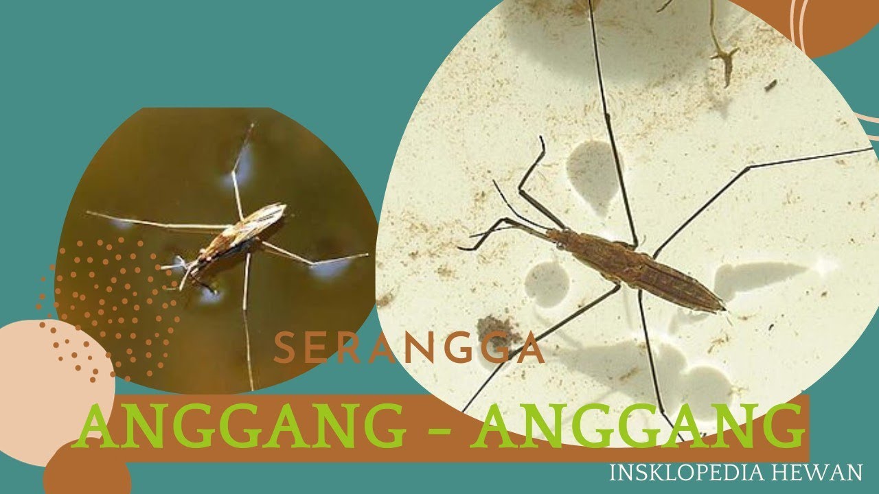 Hewan atau serangga Anggang - anggang ( Gerridae ) - YouTube