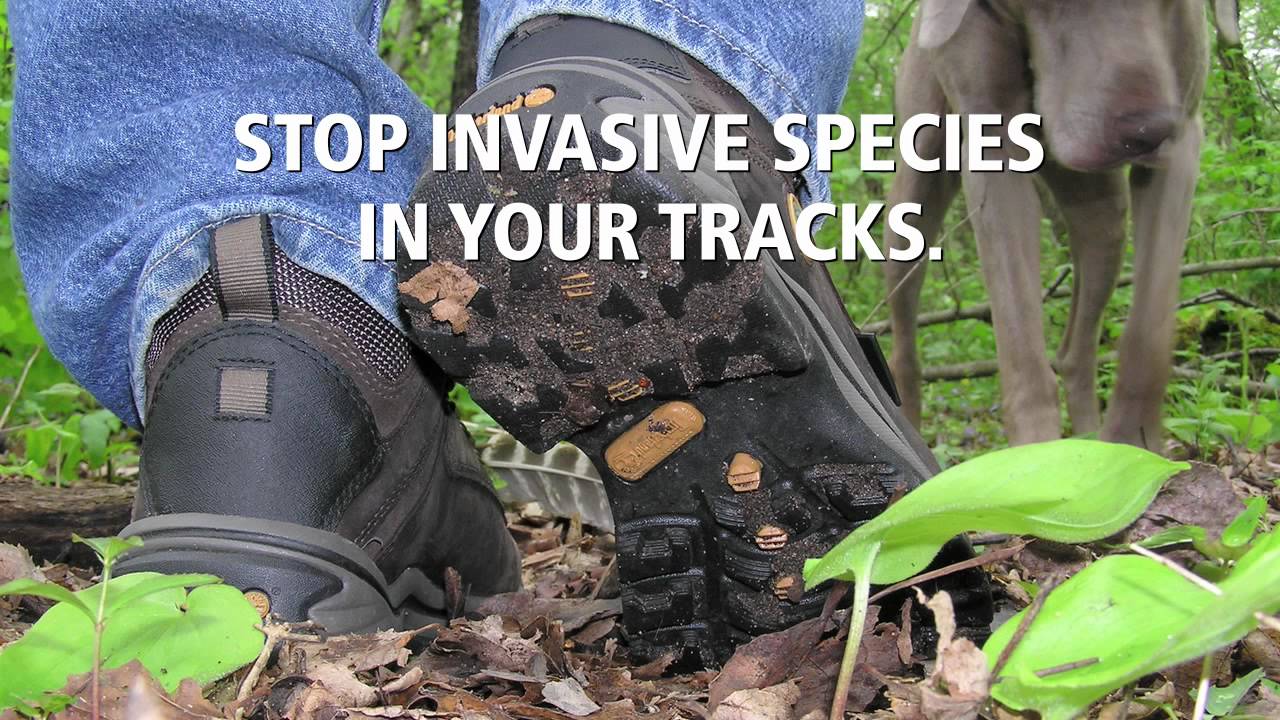 Hikers- Stop Invasive Species in your tracks - YouTube