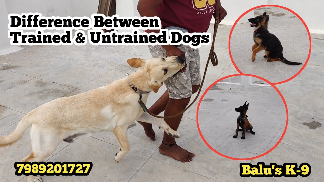 Difference between Trained & Untrained Dogs @BalusK9Dogtraining # ...