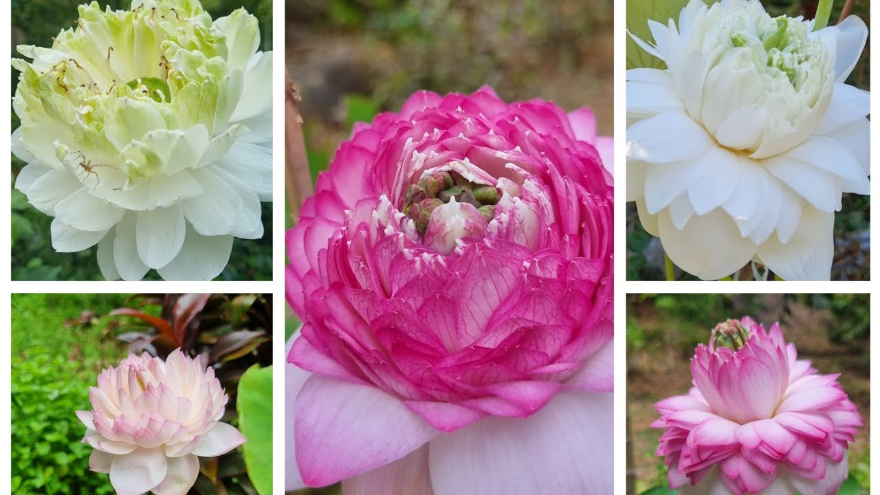 6 Varieties of Lotus with Flowers | Part 2 | All about Tropical Lotus ...
