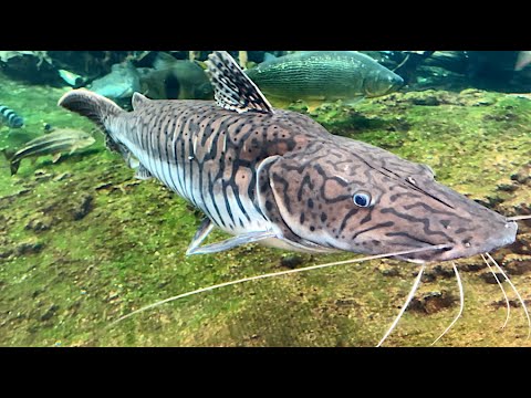 タイガーシャベルノーズキャットフィッシュ Barred sorubim, Tiger shovelnose catfish ...