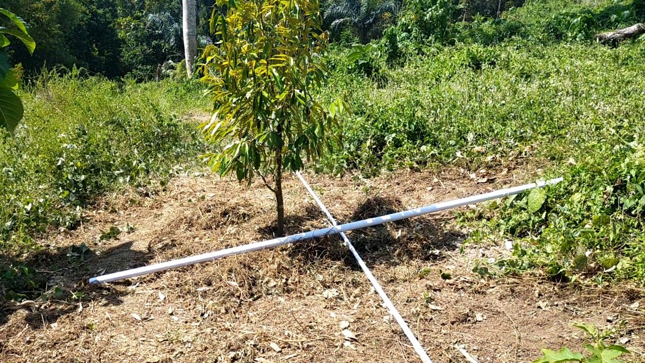 Instalasi pipa air untuk penyiraman kebun durian - YouTube