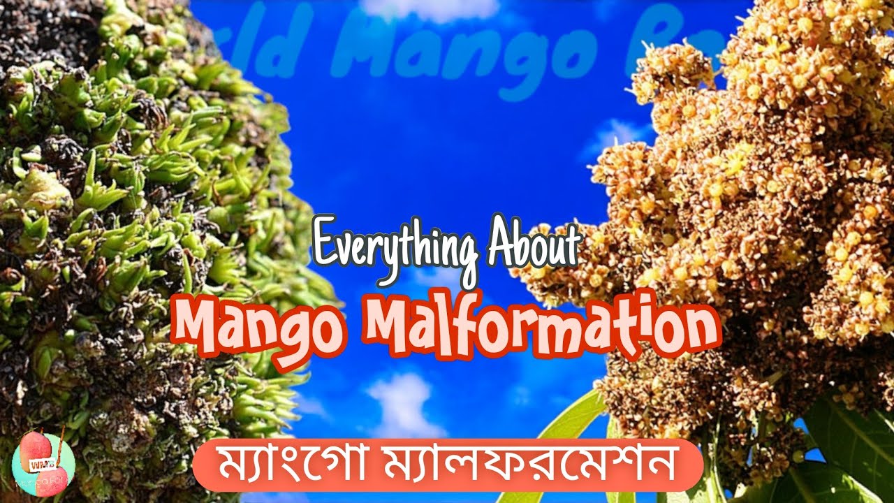 Mango Malformation Disease MMD- A Complete Guide | Mango Diseas And It ...