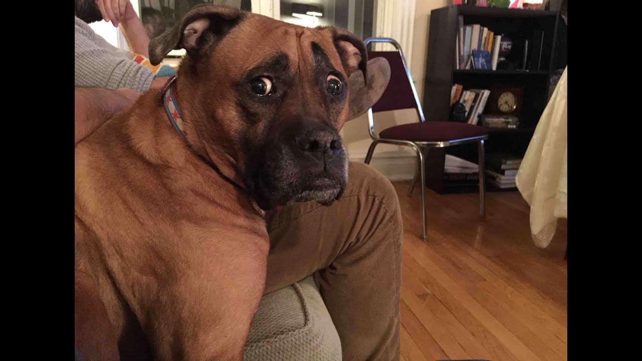 Funniest Confused Pets Compilation 2019 | Funny Pet Videos | Try not to ...