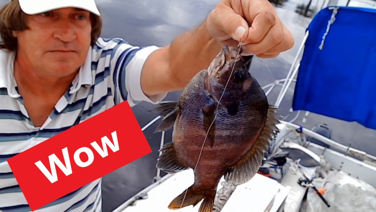 YOU CANT UNSEE THESE BIG BLUEGILLS WOW MONSTER BLUEGILL - YouTube
