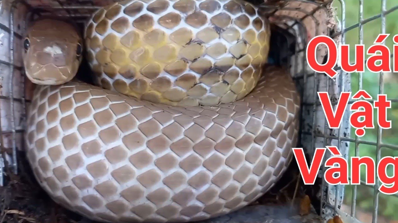 Con RẮN LỚN Chưa Từng Thấy Đã Bị Bắt - YouTube