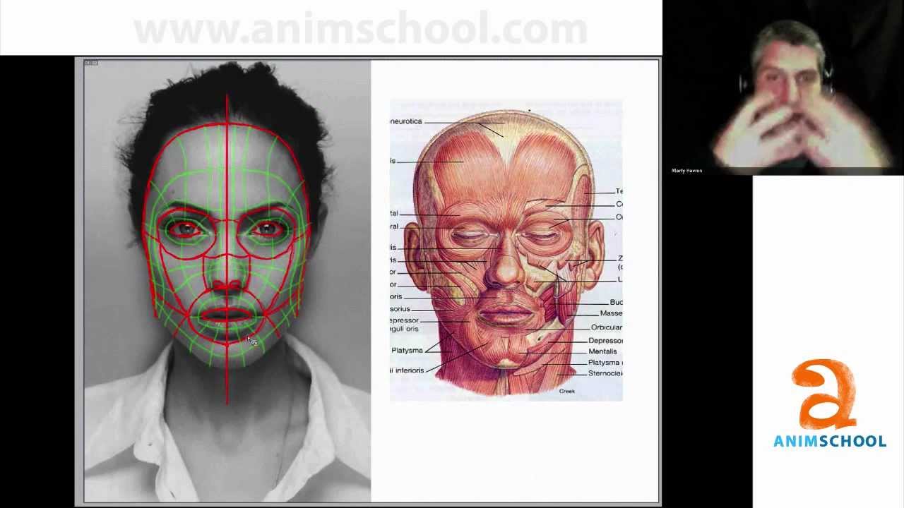 Animation School- AnimSchool: Face Proportions - YouTube