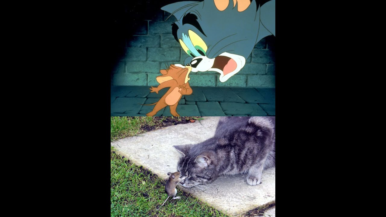Tom & Jerry in real life - YouTube
