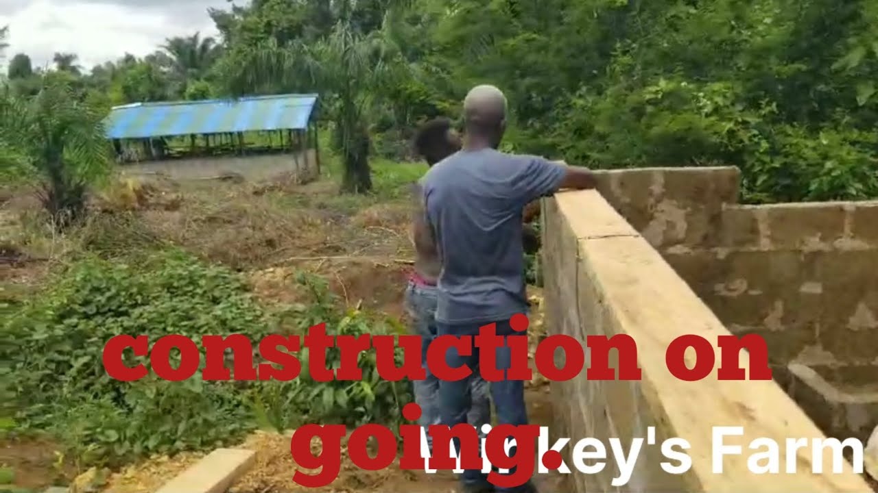 Farming in Africa. Pig farming in Africa - YouTube