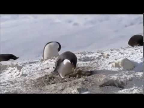 Hırsız Penguen (The Robber Penguin) - YouTube